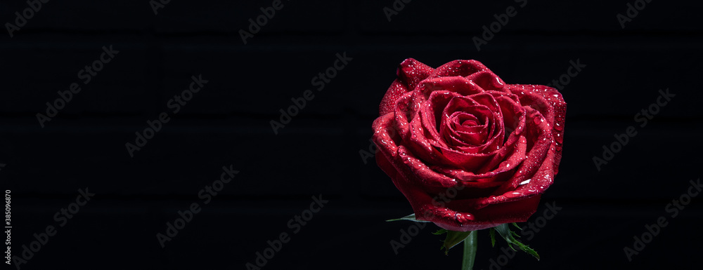 Funeral red rose on a black background with free space for text ...