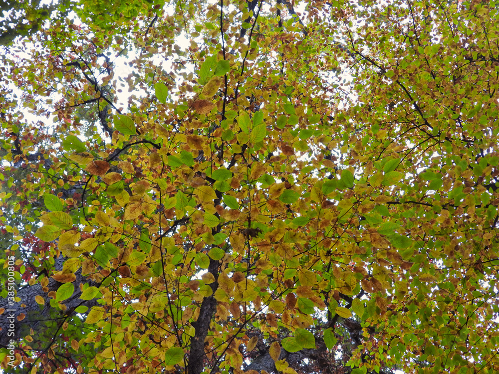 Beautiful Elm Tree Leave Showing Fall Colors of Yellow and Orange Along ...