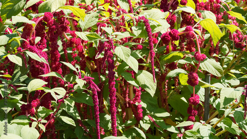 Amaranthus caudatus | Love-lies-bleeding or foxtail amaranth ...