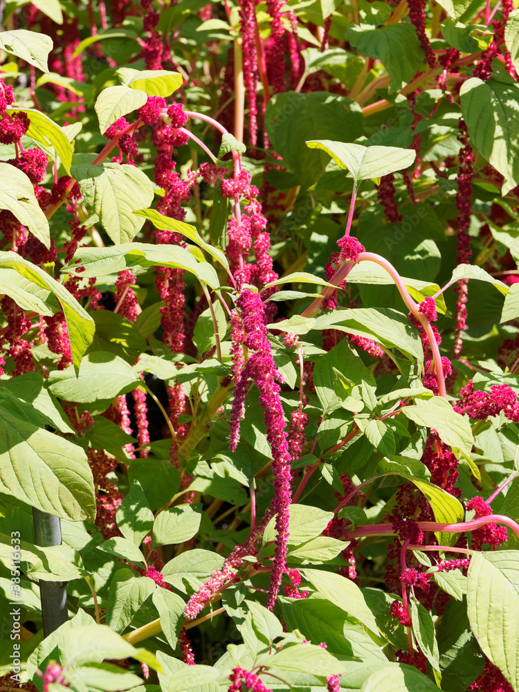 (Amaranthus caudatus) Love-lies-bleeding or foxtail amaranth ...