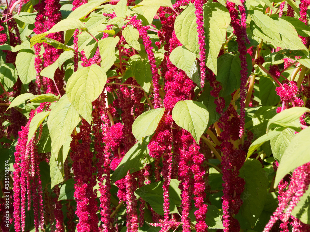 Amaranthus caudatus | Love-lies-bleeding or foxtail amaranth ...