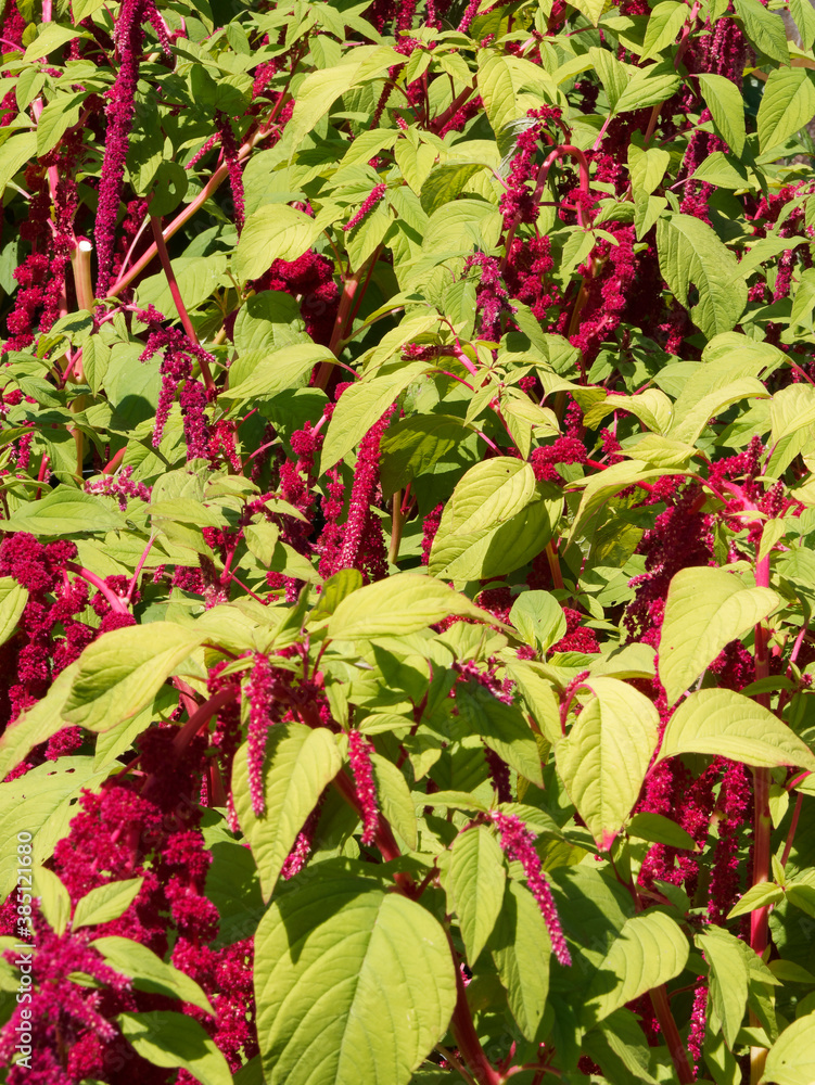 Red Amaranthus Caudatus or Love-lies-bleeding, bushy plant with large ...