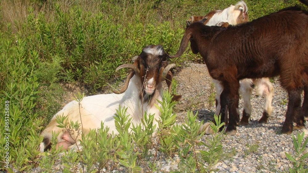 goat. he goat in the nature, mountain bell-wether , he-goat. close up a ...