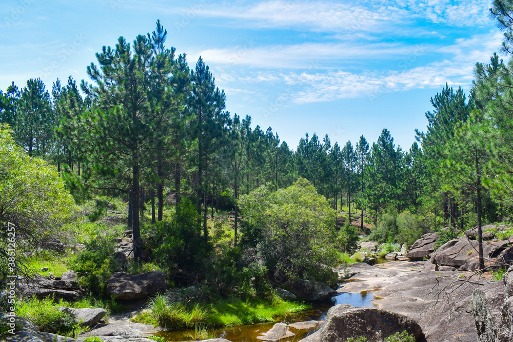 hermoso arroyo en medio de la naturaleza rodeado de robles y vegetacion ...
