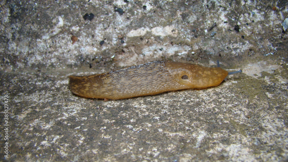 slug crawling on wetlands stump Tentacle of shell-less terrestrial ...