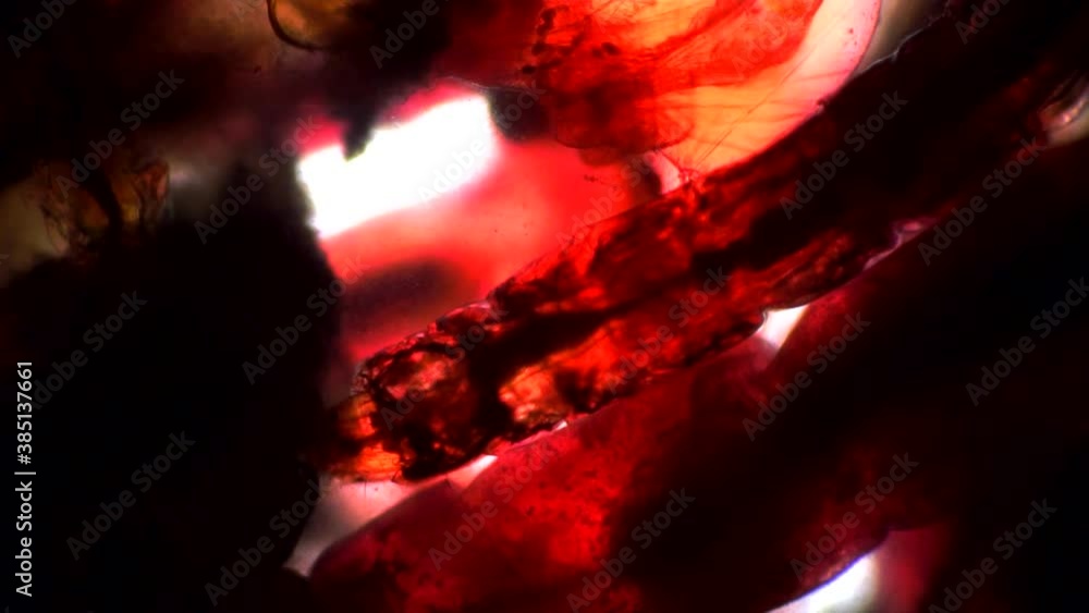 Large red worms in the microscope biological background. The theme of ...