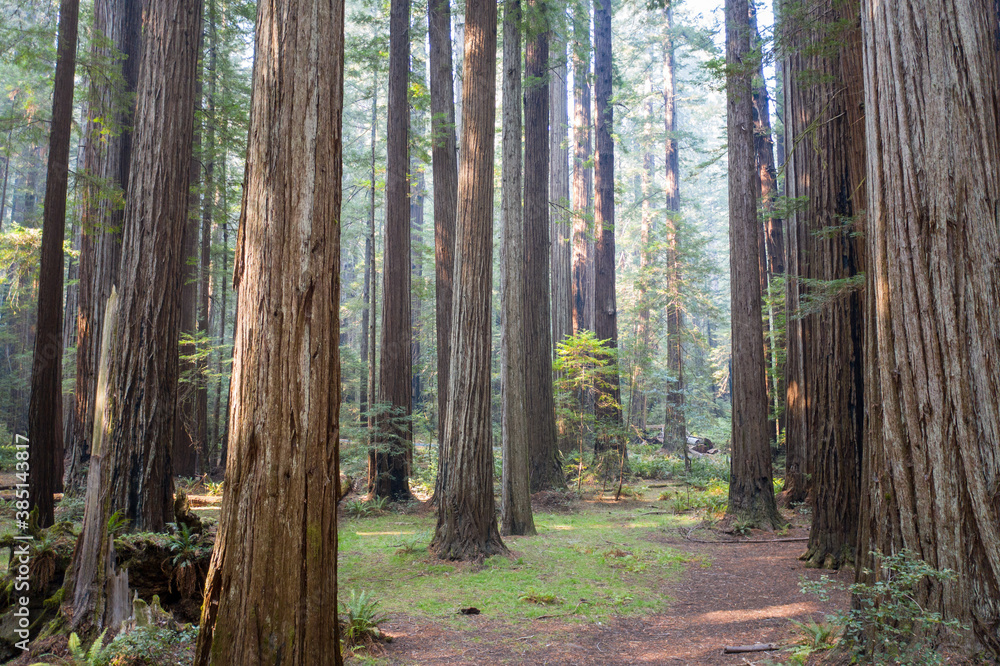 An imposing, old-growth Redwood forest grows in Humboldt, California ...