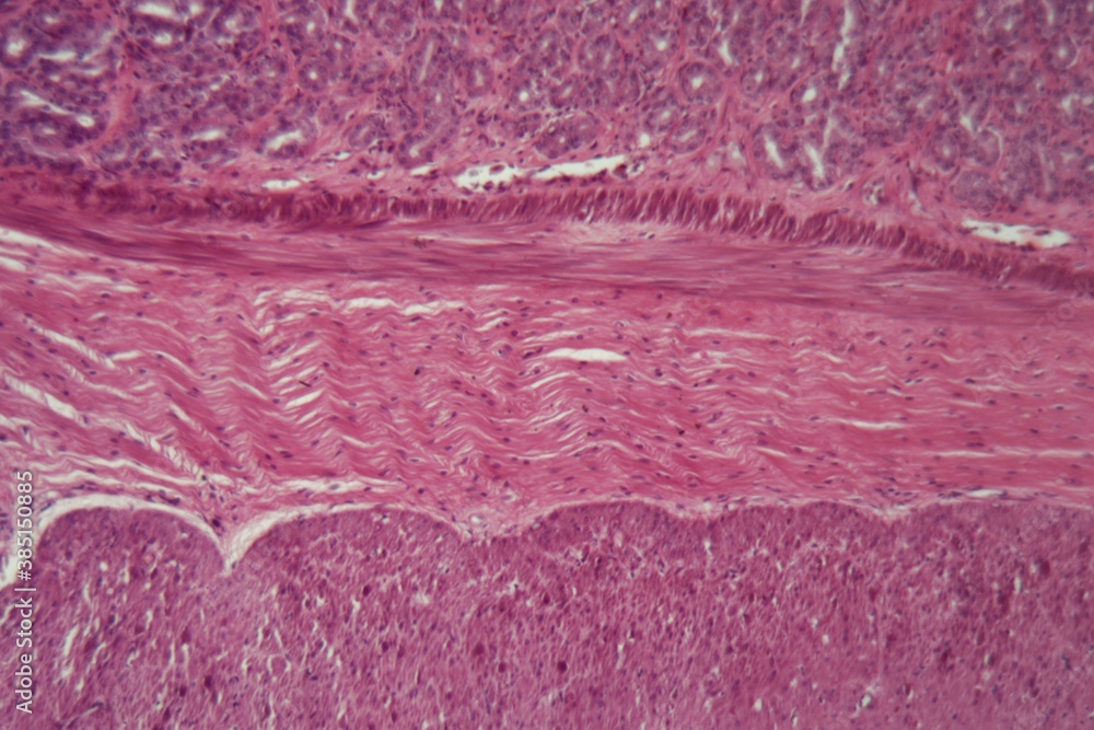 Microscope photo of dog smooth muscle cells Stock Photo | Adobe Stock