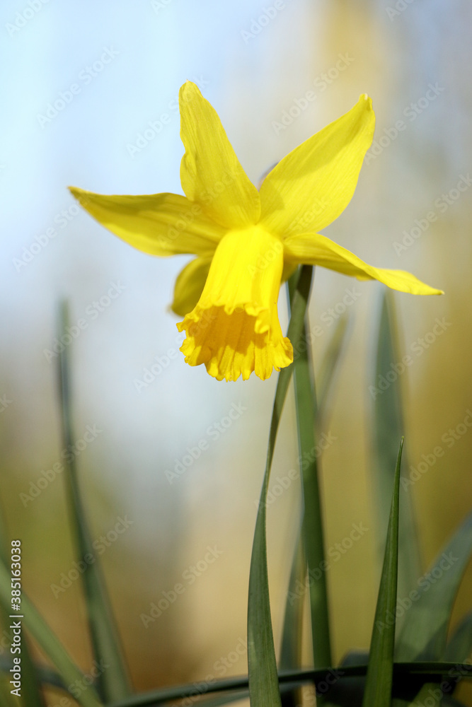 Early daffodil in a garden in spring Stock Photo | Adobe Stock