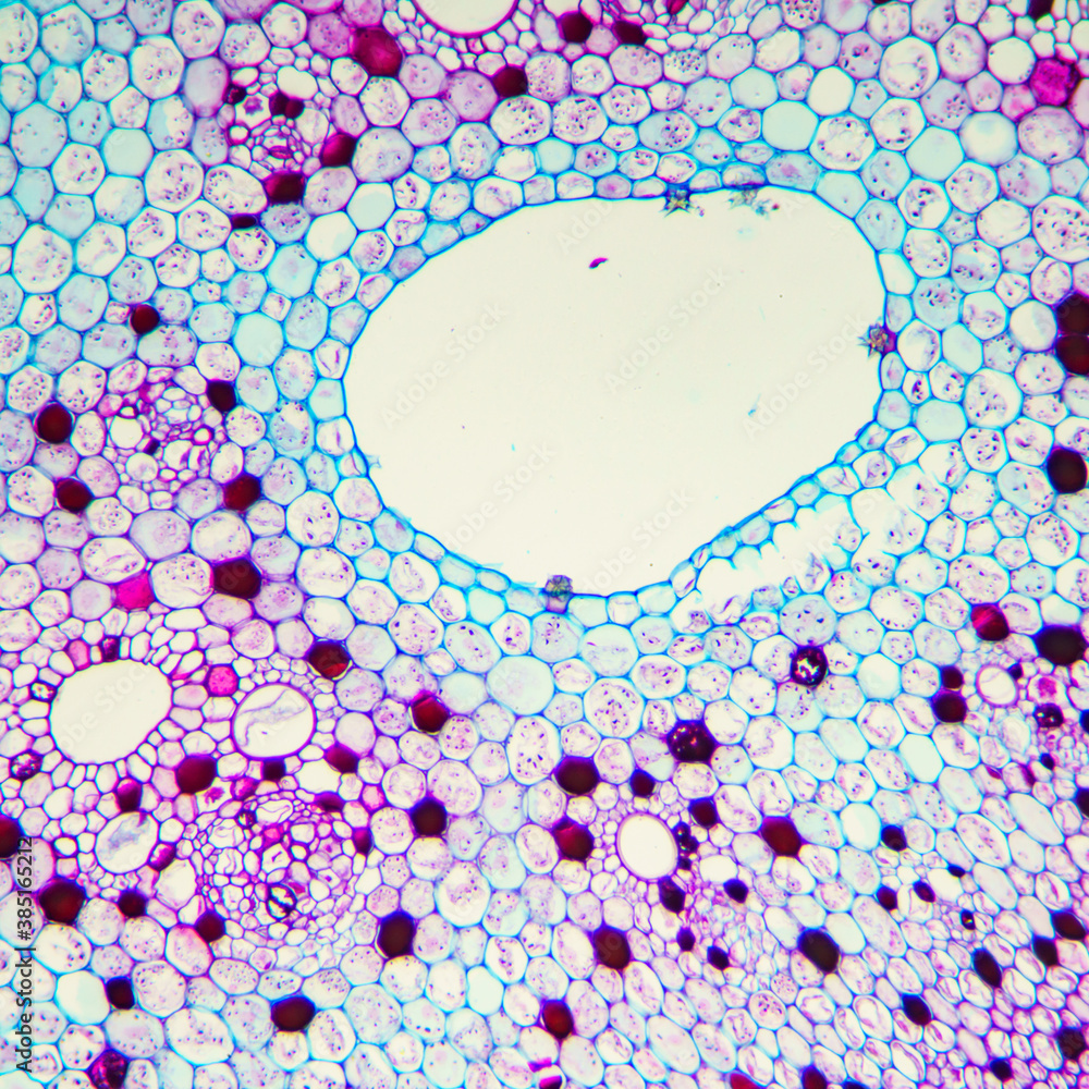 plant cells of lotus stem Stock Photo | Adobe Stock