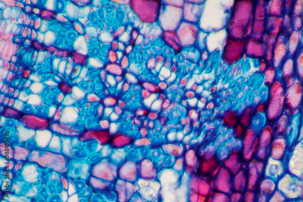 micrograph plant cells of woody dicot stem Stock Photo | Adobe Stock