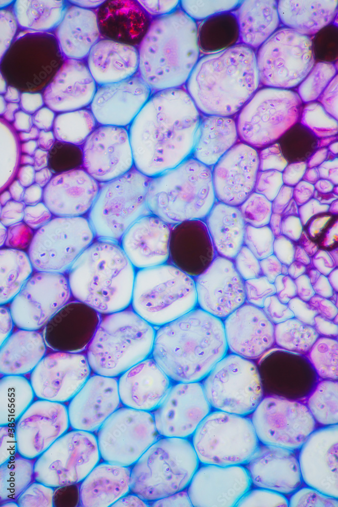 plant cells of lotus stem Stock Photo | Adobe Stock