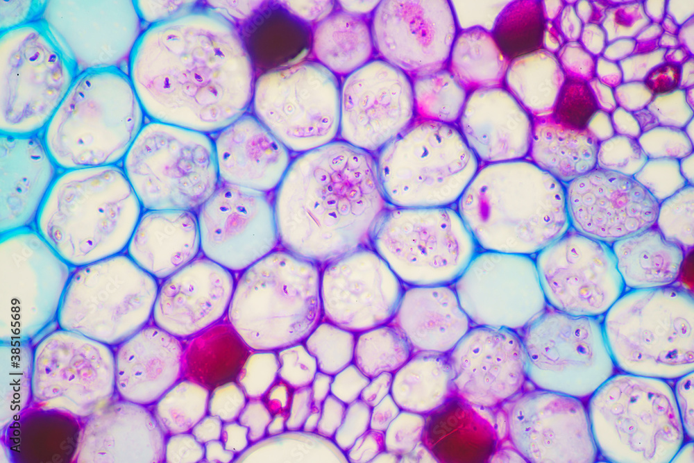plant cells of lotus stem Stock Photo | Adobe Stock