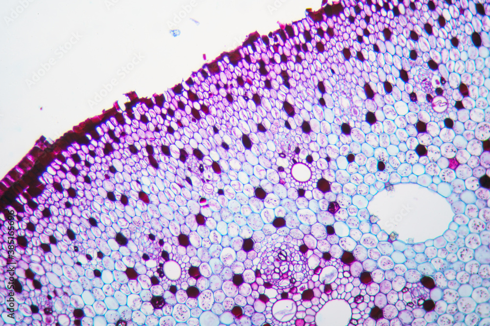 plant cells of lotus stem Stock Photo | Adobe Stock