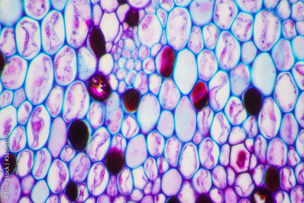 plant cells of lotus stem Stock Photo | Adobe Stock