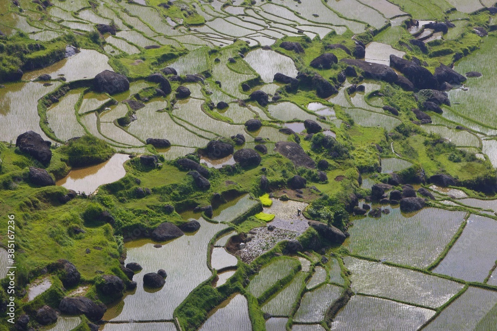 Terraced rice fields, Batutumonga, Toraja land, Sulawesi, Indonesia ...