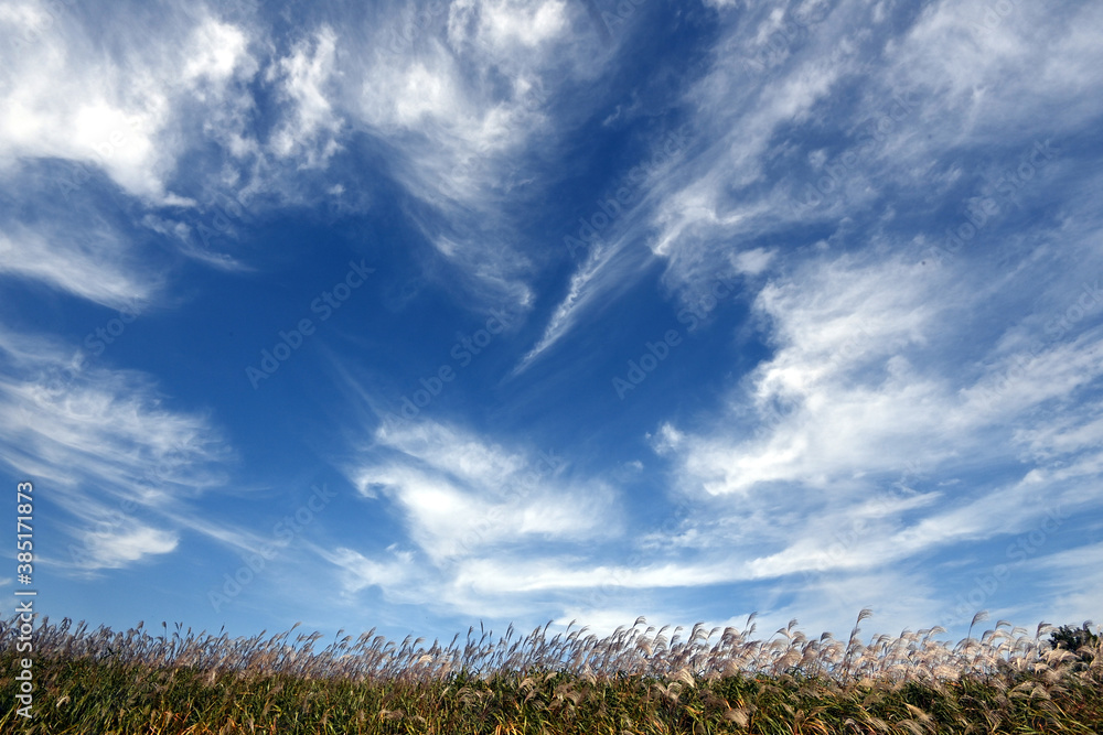 Blue sky, silver grass, nature, grass, sky, green, blue, people ...