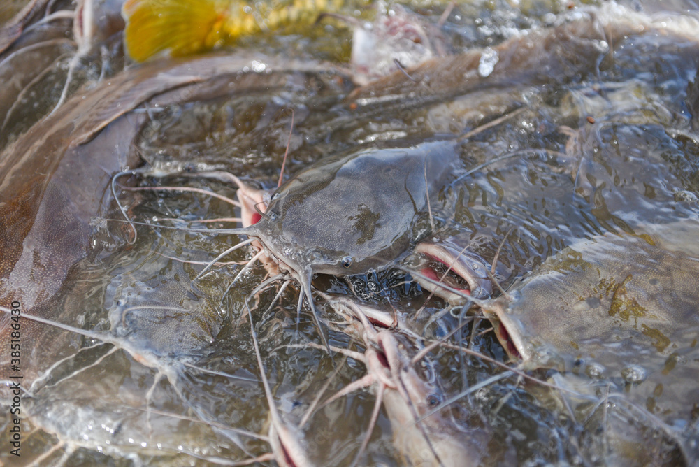 Catfish eating from feeding food on water surface ponds - Freshwater ...