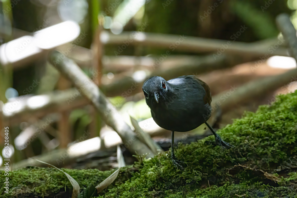 Nature wildlife image of Sunda laughingthrush (Garrulax palliatus) is a ...