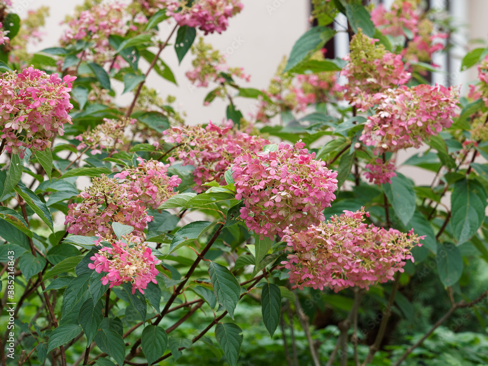 Panicle hydrangea (Hydrangea paniculata) with dark-green leaves and ...