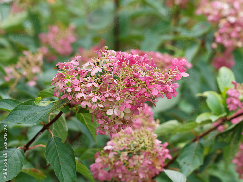 Hydrangea paniculata - Panicle hydrangea, big bush of dark-green leaves ...