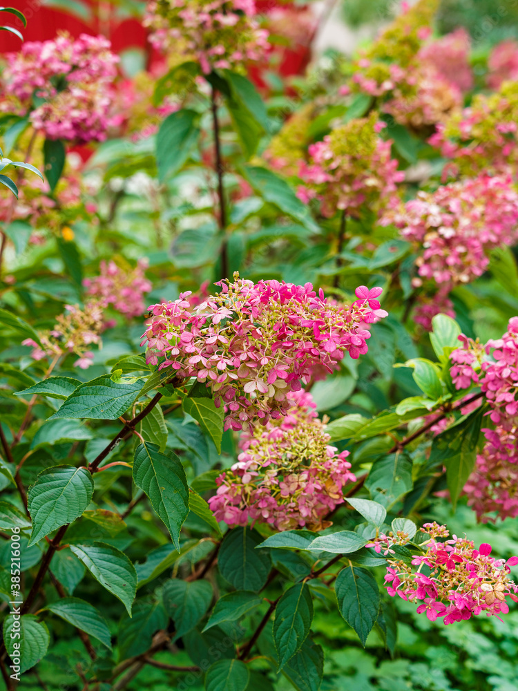 Hydrangea paniculata or panicle hydrangea with spectacular two-tone ...