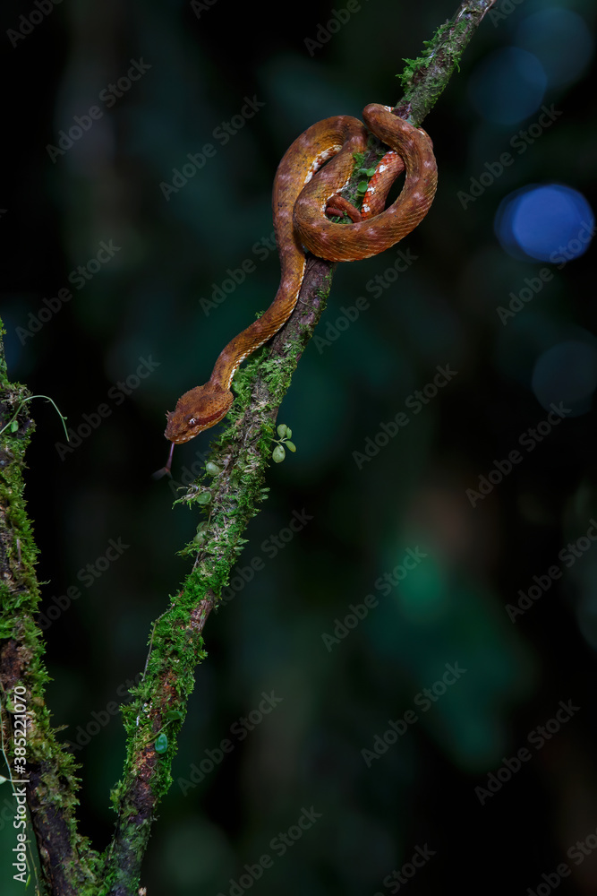 Central American Tree Boa, Corallus annulatus, also known as common ...