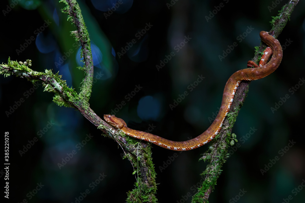 Central American Tree Boa, Corallus annulatus, also known as common ...