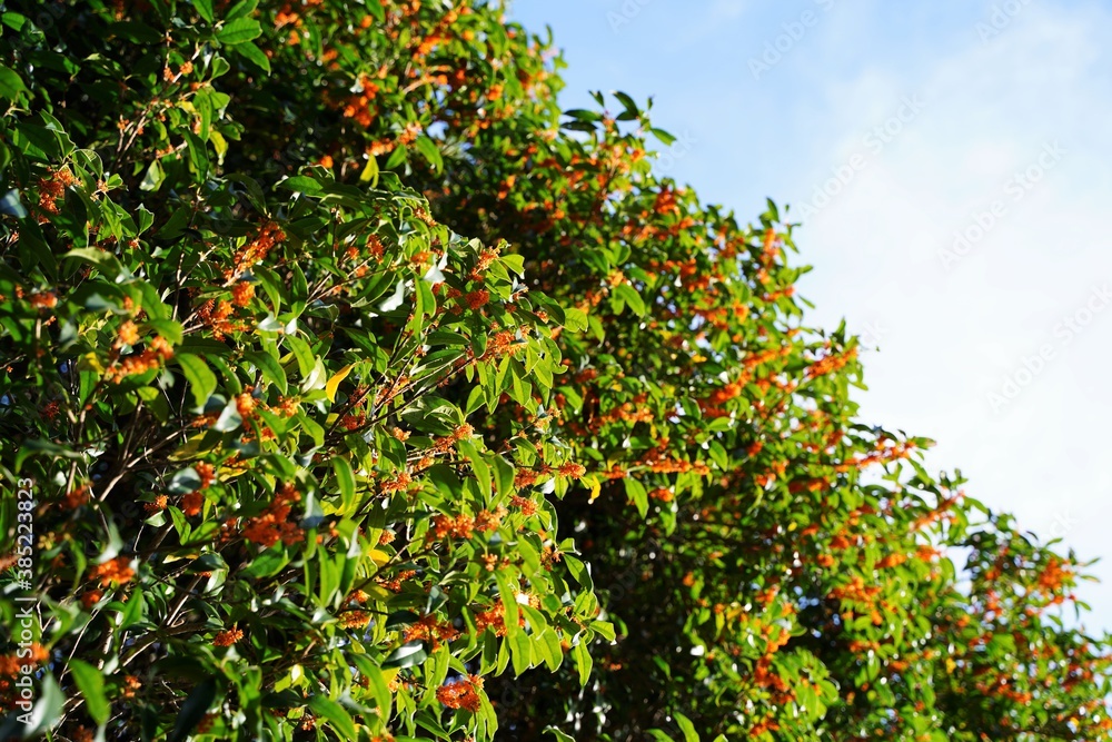 Osmanthus fragrans var. aurantiacus,orange osmanthus,fragrant olives ...