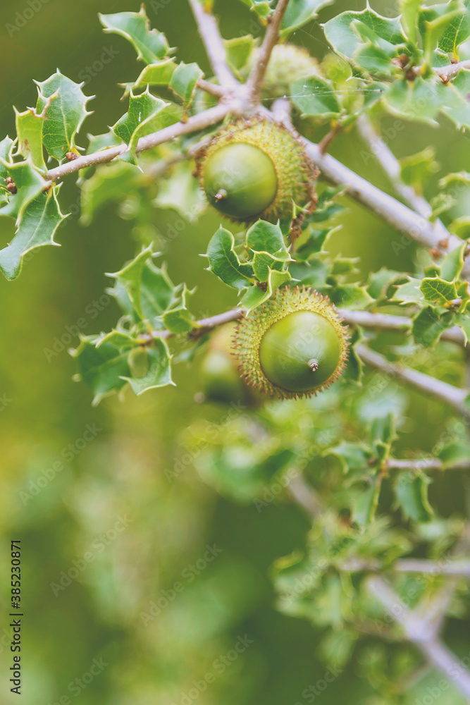 Details of Quercus coccifera, a type of oak tree, in Spain Stock Photo ...