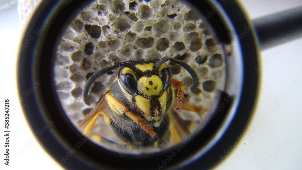 Close up of yellow wasp face. yellow hornet a white background. Closeup ...