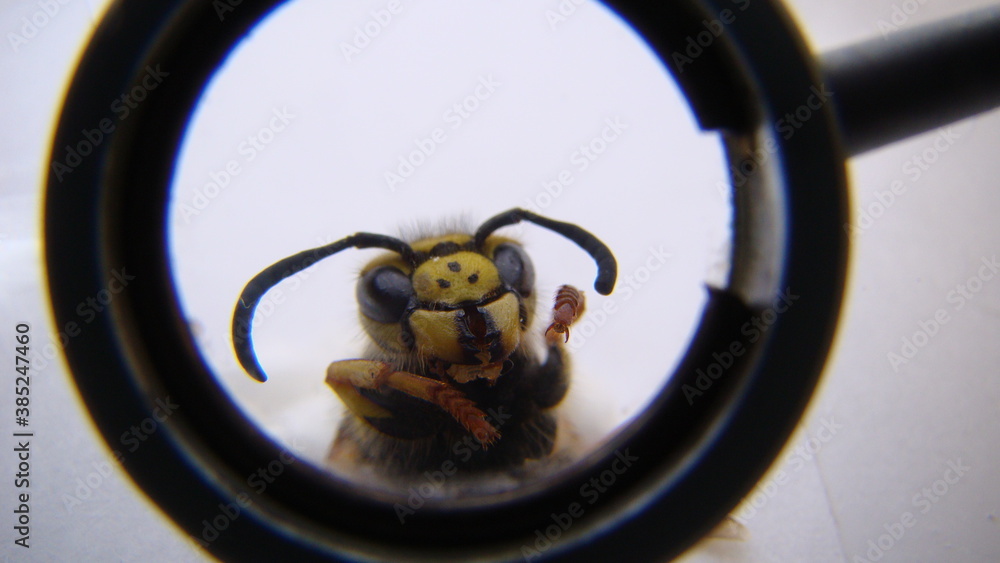 Close up of yellow wasp face. yellow hornet a white background. Closeup ...