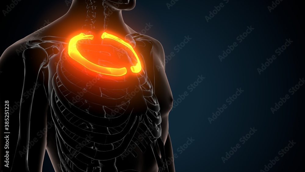 3d illustration of human skeleton anatomy rib cage 1st bone Stock ...