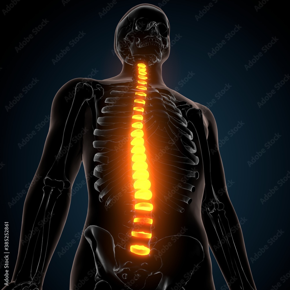 3d render of human body spinal bone anatomy Stock Illustration | Adobe ...