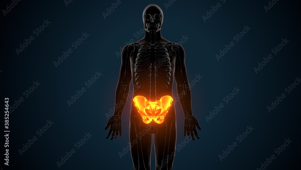3d illustration of human skeleton hip or pelvic bone anatomy Stock ...