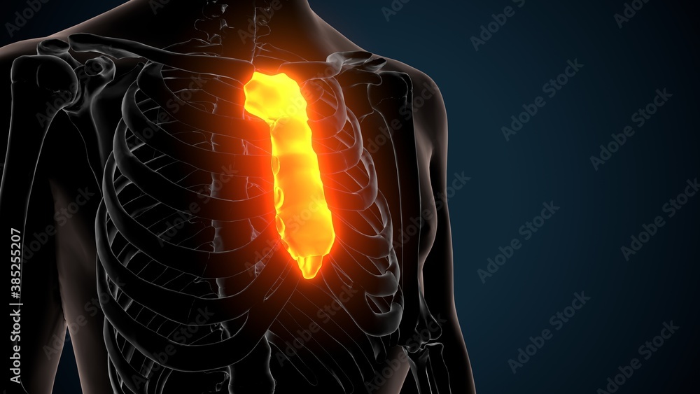 3d illustration of human skeleton sternum bone anatomy Stock ...