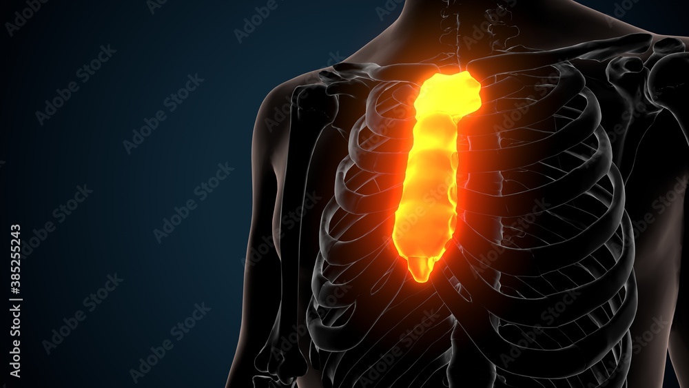 3d illustration of human skeleton sternum bone anatomy Stock ...