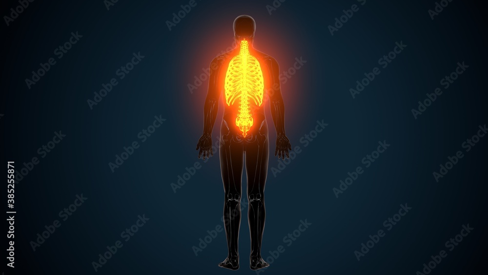 human skeleton system axial skeletal anatomy 3d Illustration Stock ...