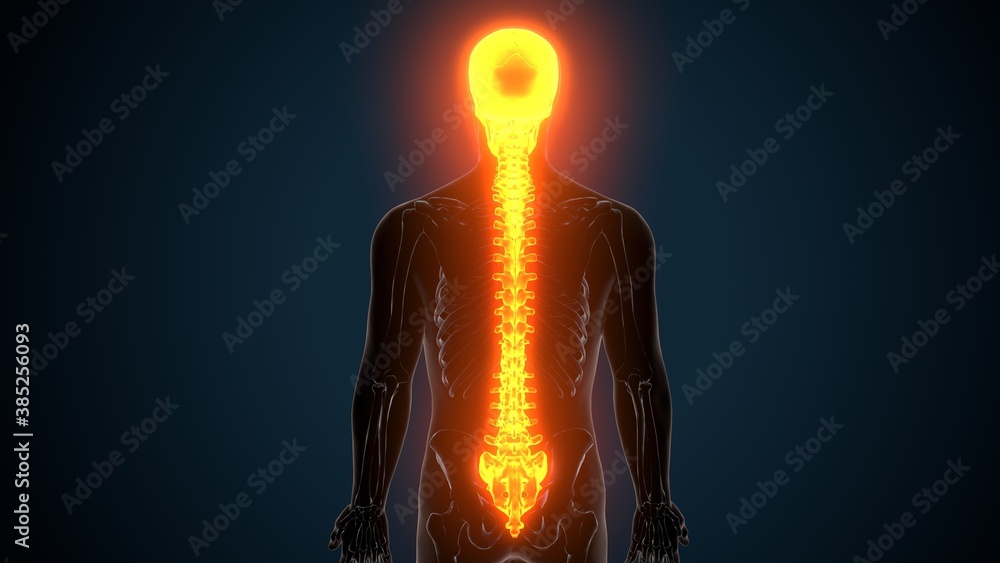 3d illustration of skull with spinal cord anatomy Stock Illustration ...