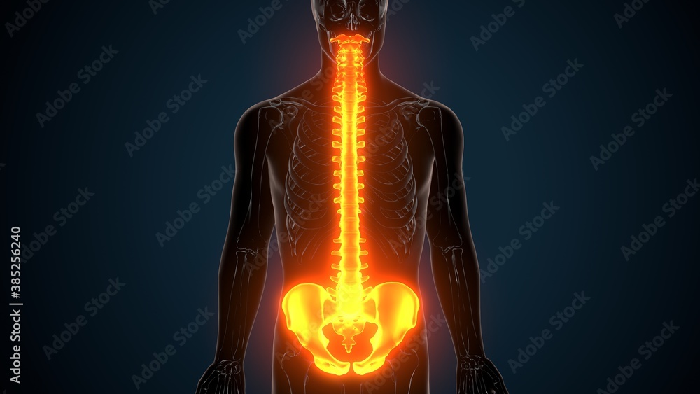3d illustration of human skeleton spinal and hip bone anatomy Stock ...