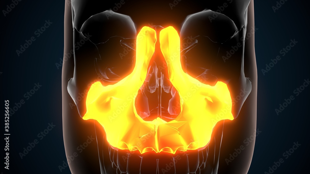 3d illustration of human skeleton skull maxilla bone anatomy Stock ...