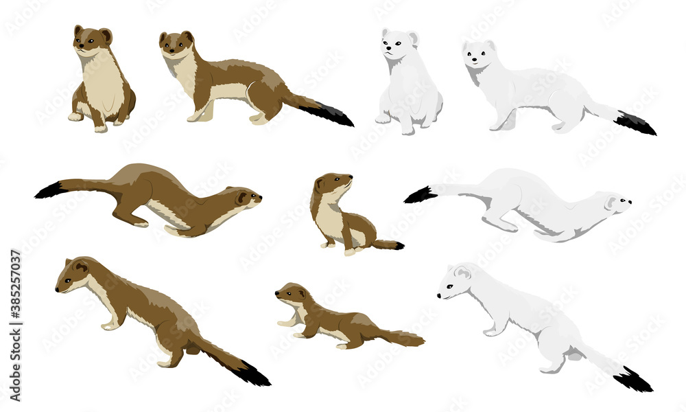 Arctic Ermine In Summer