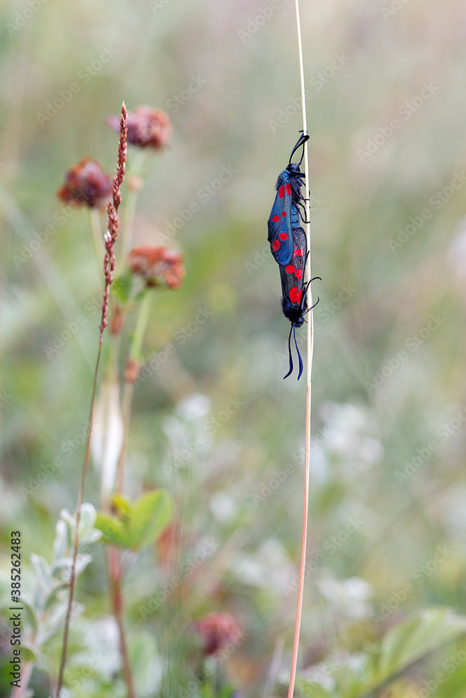Foto de Zygaena filipendulae - The only British burnet moth with six ...