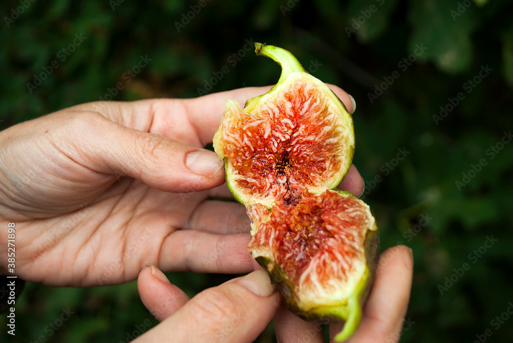 The farmer checks the quality of the figs. The fruit of the fig tree is ...