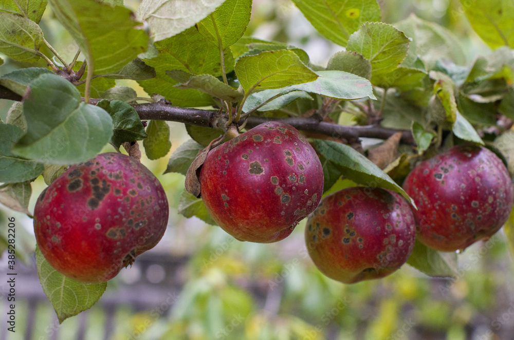 Organic ugly apples growing on a tree The concept of protecting an ...
