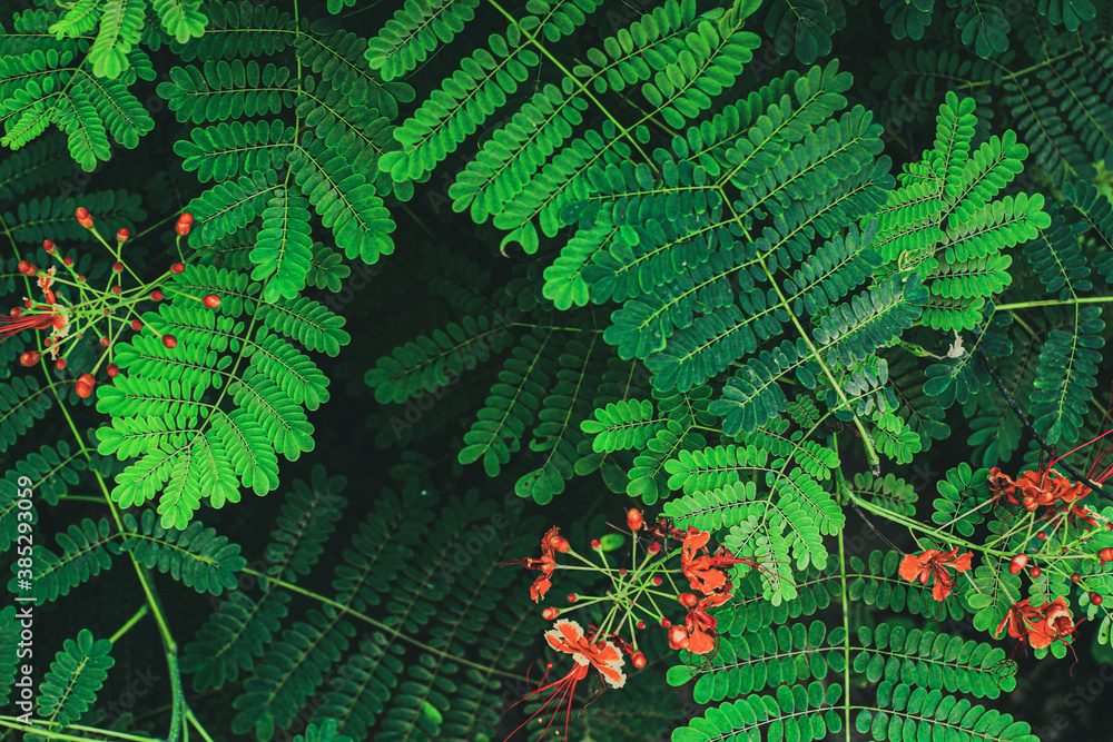 Leave background Stock Photo | Adobe Stock