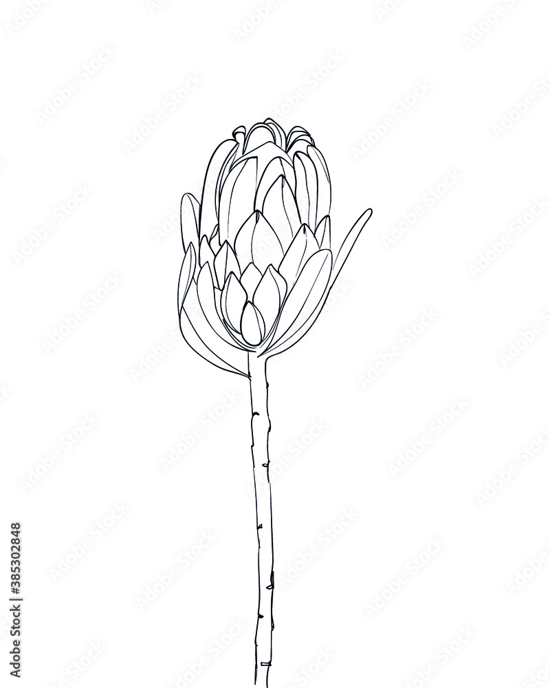 Protea flower line drawing. Exotic tropical flowers. - Vector ...