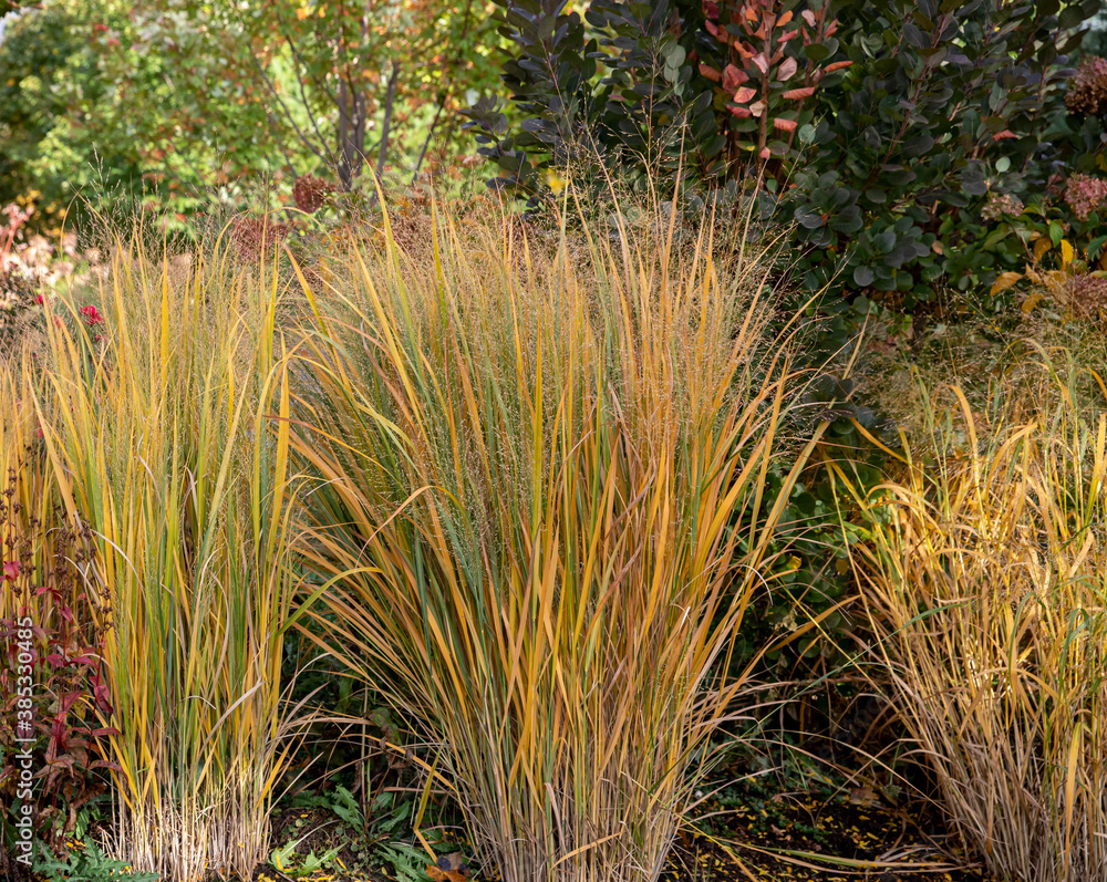 Colorful fall landscape of golden northwind grasses, panicum virgatum ...