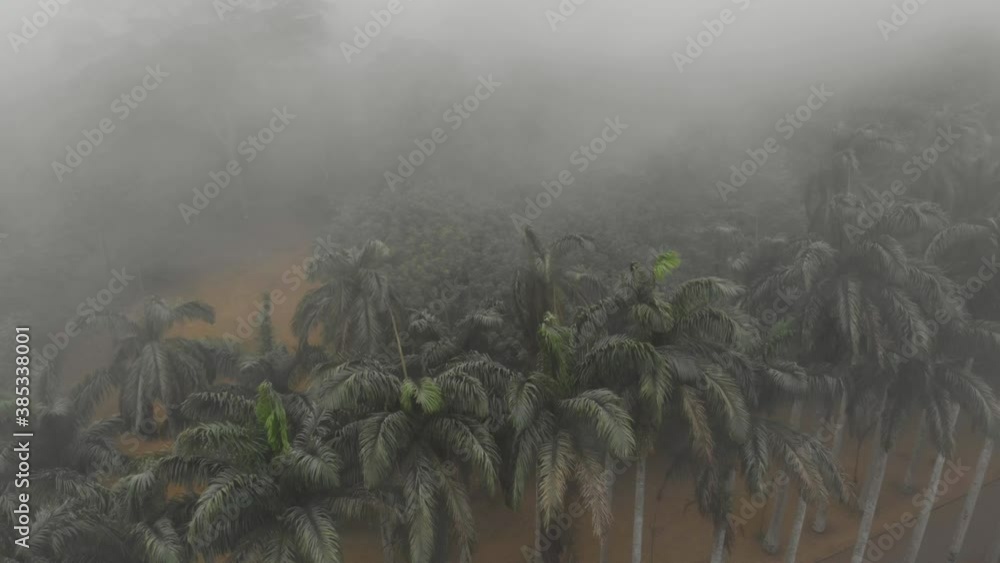 mist rolling the palm trees of an african jungle Stock Video | Adobe Stock