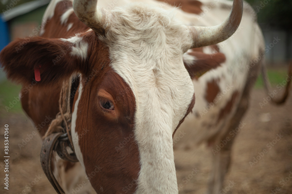 All Images Of Cloven Footed Animals